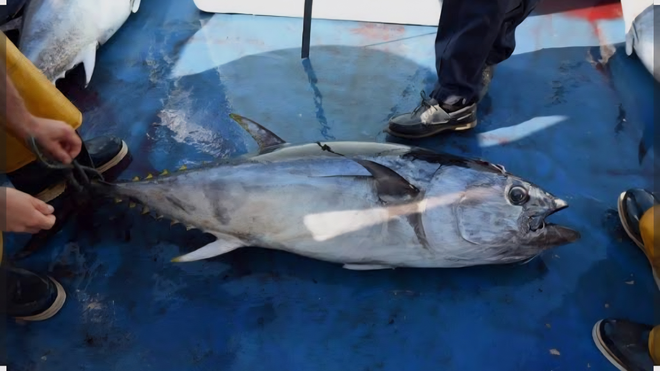 Atlantic Bluefin Tuna Catch-and-Release Recreational Fishery 2026 ...